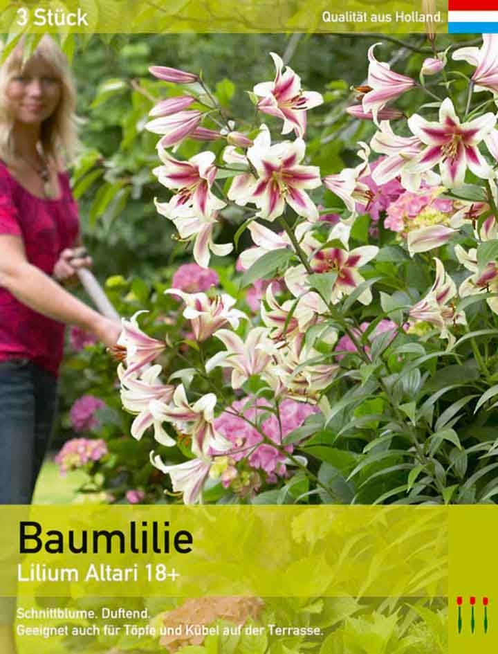 Baumlilie 'Altari` - Lemo Gartendesign