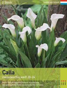 Calla 'Rudolf' - Lemo Gartendesign