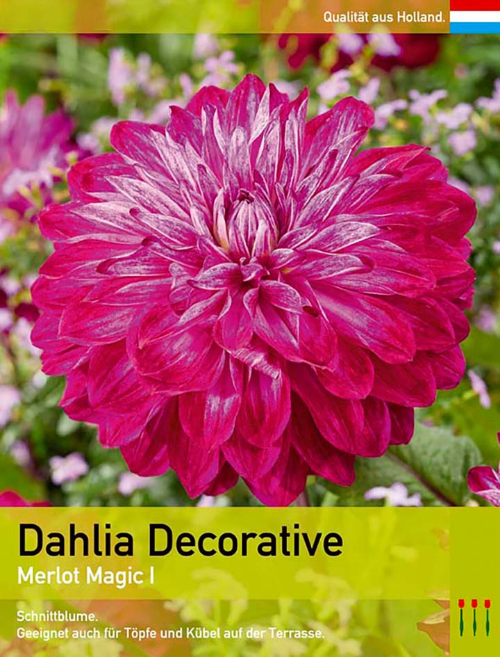 Dahlie 'Merlot Magic' - Lemo Gartendesign