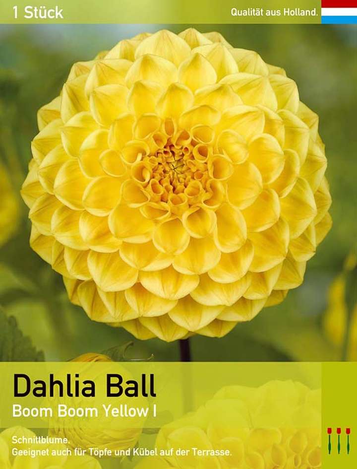 z. Dahlie'Boom Boom Yellow' - Lemo Gartendesign
