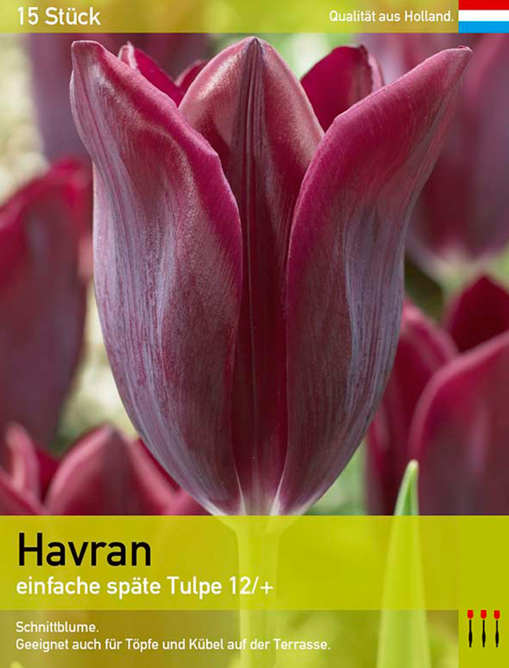 Tulipa Havran - Lemo Gartendesign