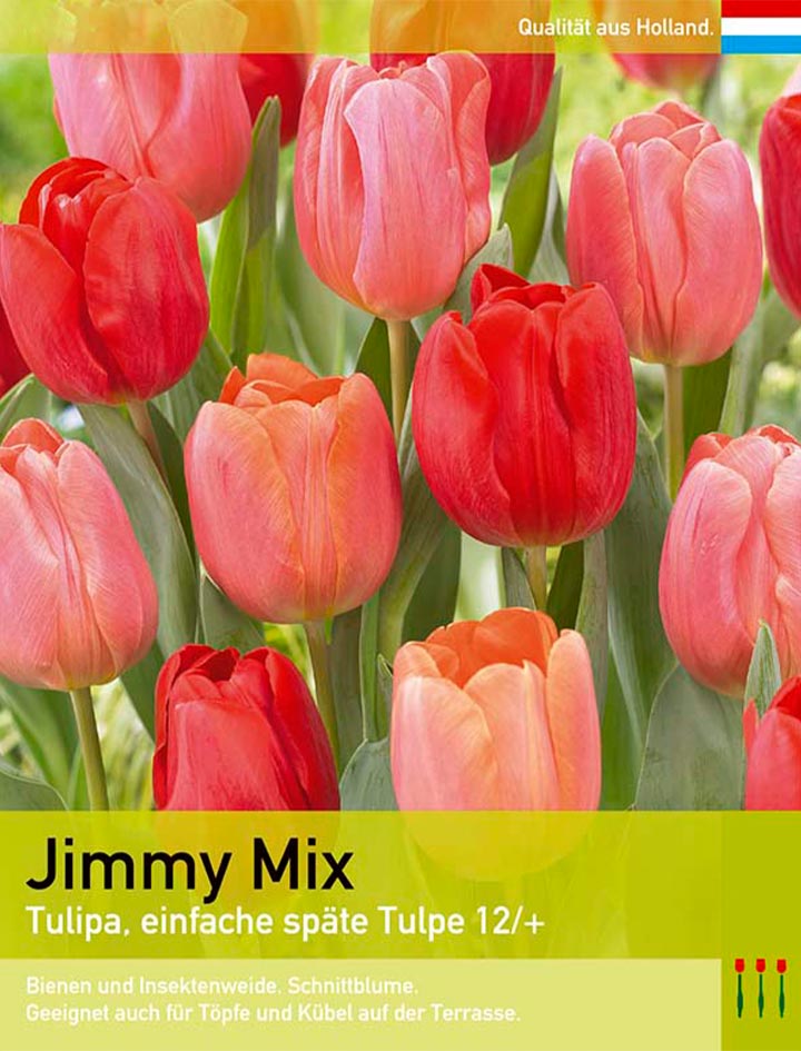 Tulipa Jimmi Mix - Lemo Gartendesign
