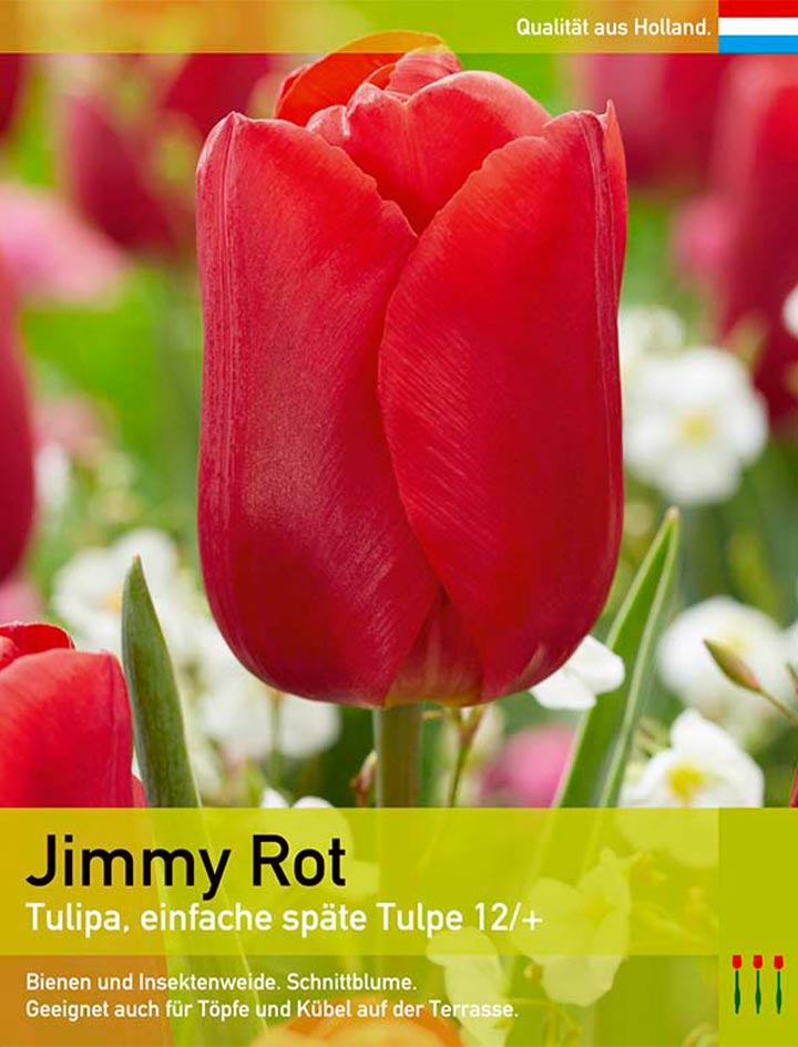Tulipa Jimmi Rot - Lemo Gartendesign