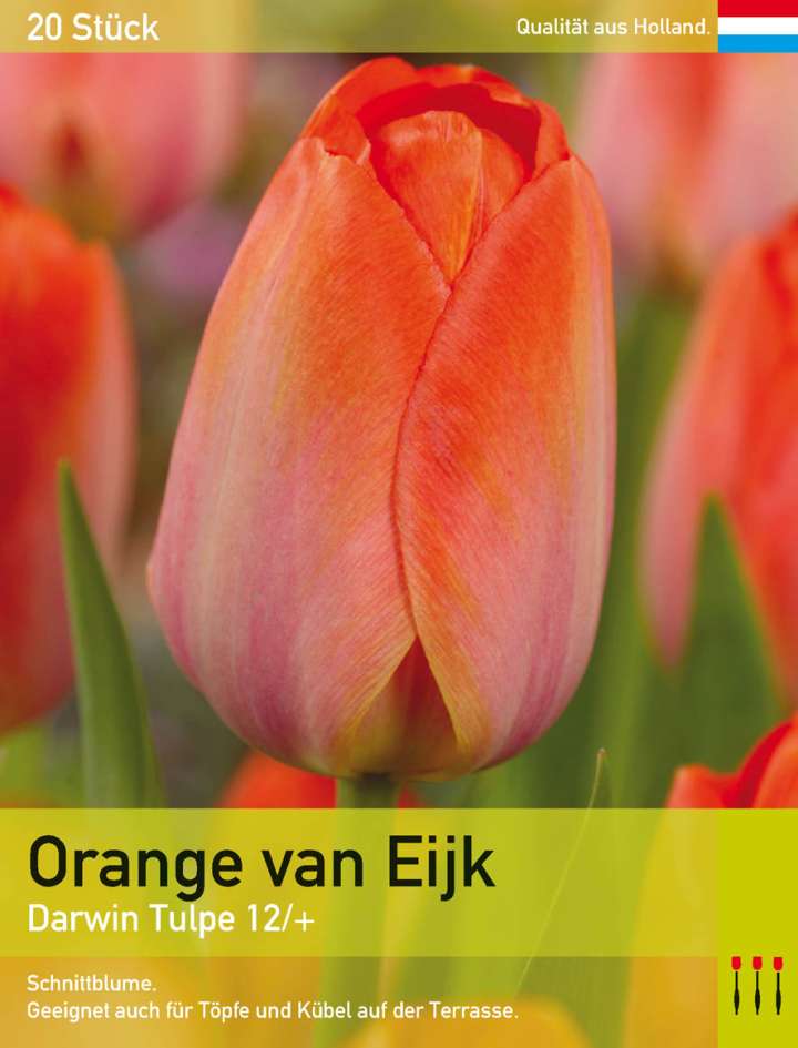 Tulipa Orange van Eijk - Lemo Gartendesign