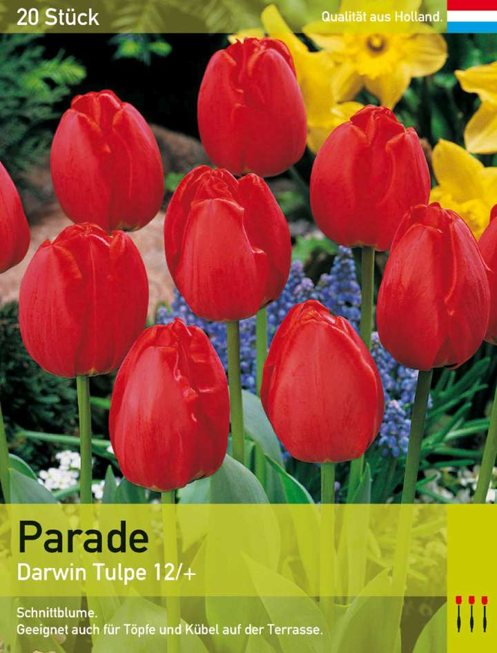 Tulipa Parade - Lemo Gartendesign
