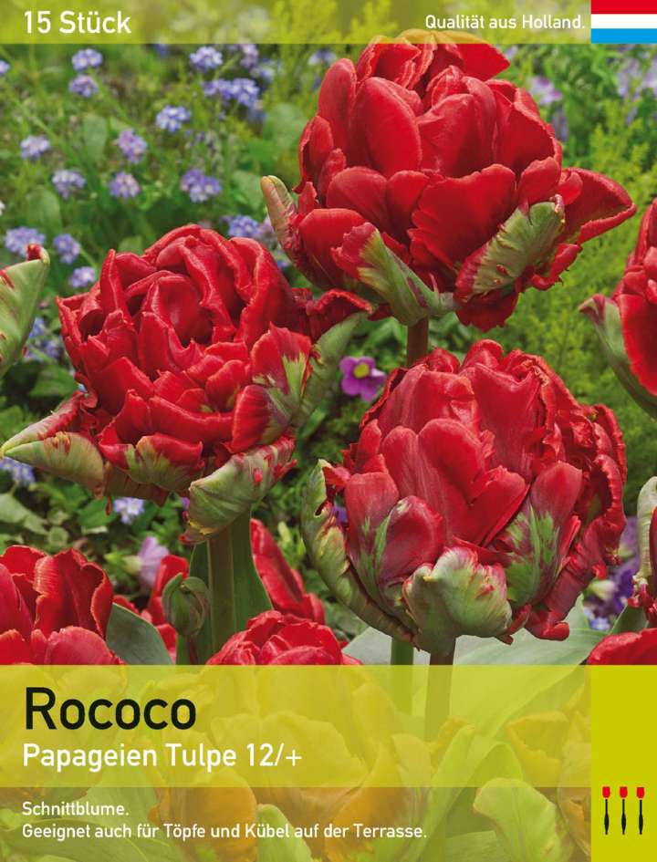 Tulipa Rococo - Lemo Gartendesign