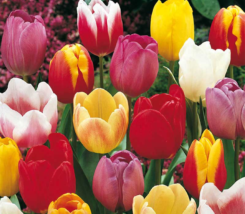 Triumph-Tulpen jetzt online informieren